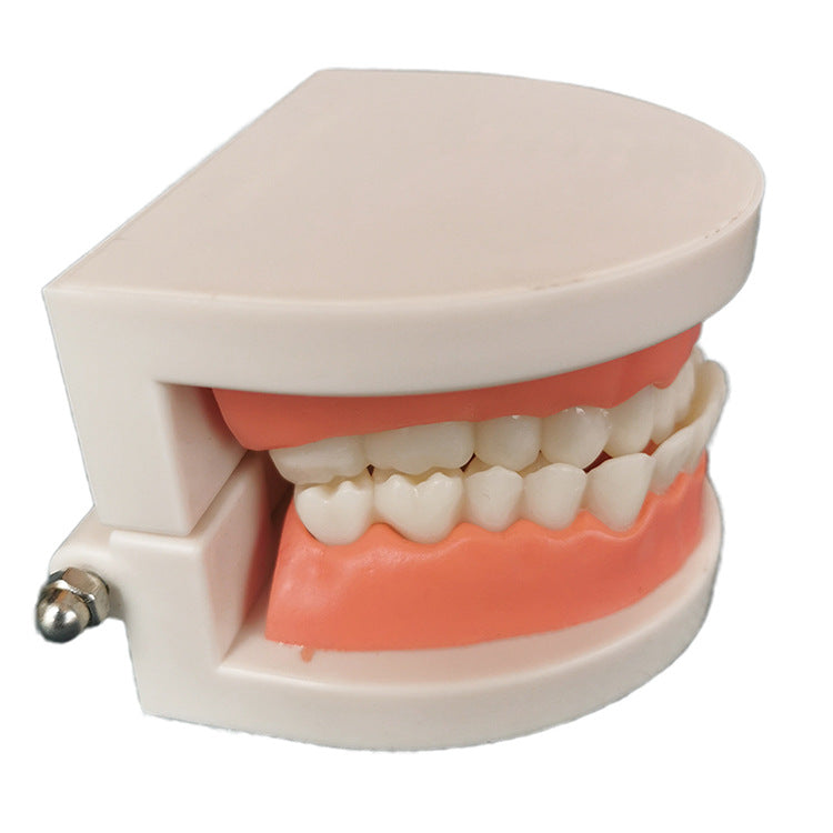 Denture tooth model – ALPSCOMMERCE